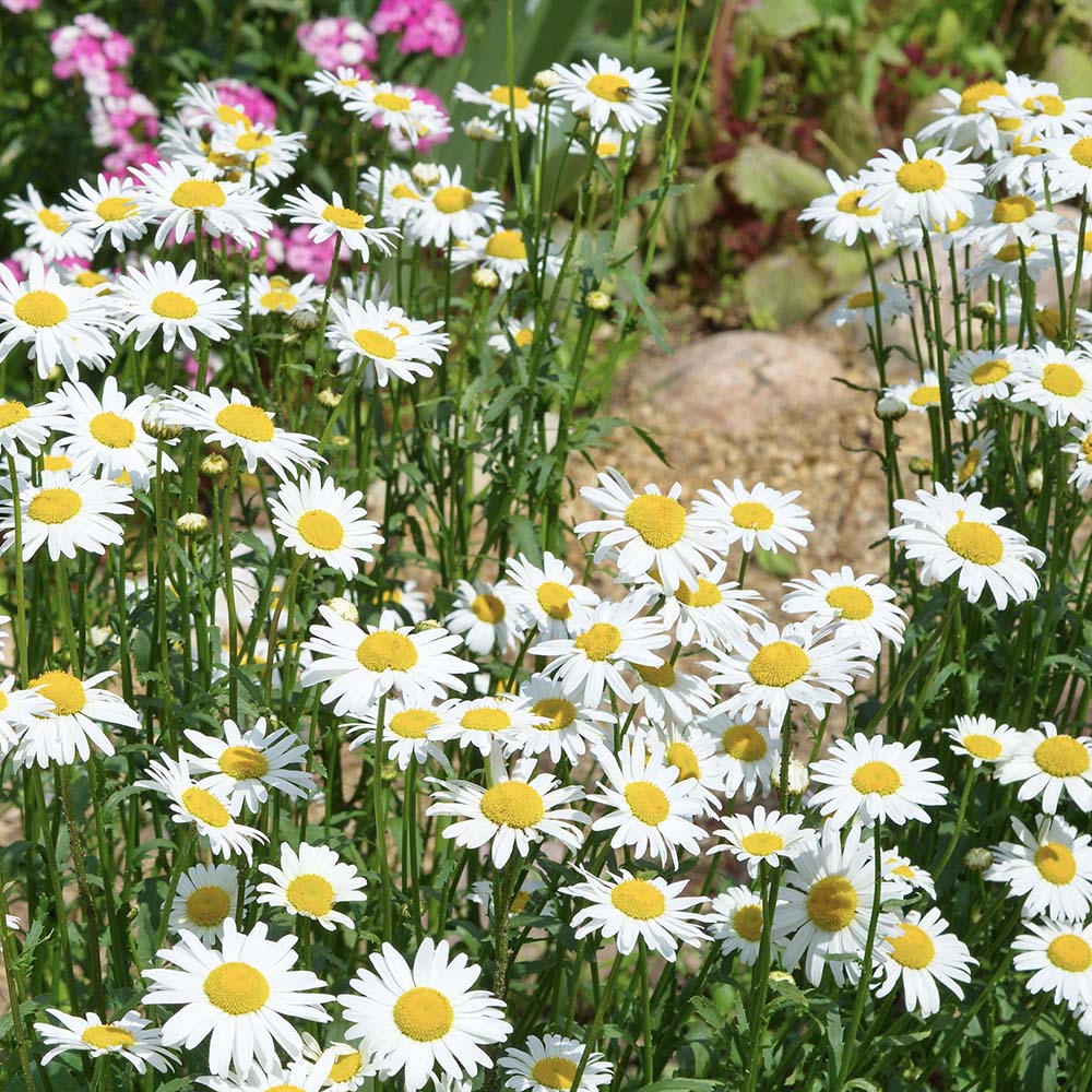 Großblumige Margerite 'Maikönigin' (BIO) online bestellen | Vivara